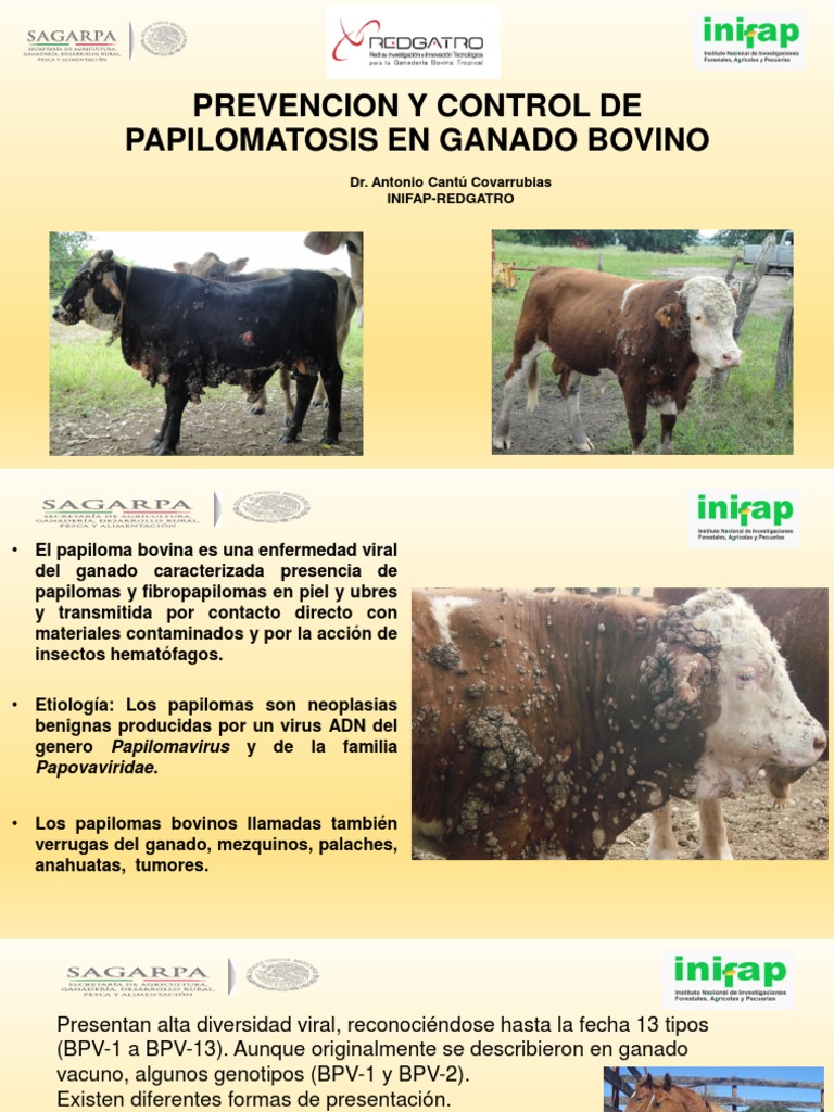 Papilomatosis Pdf Virus Vacas