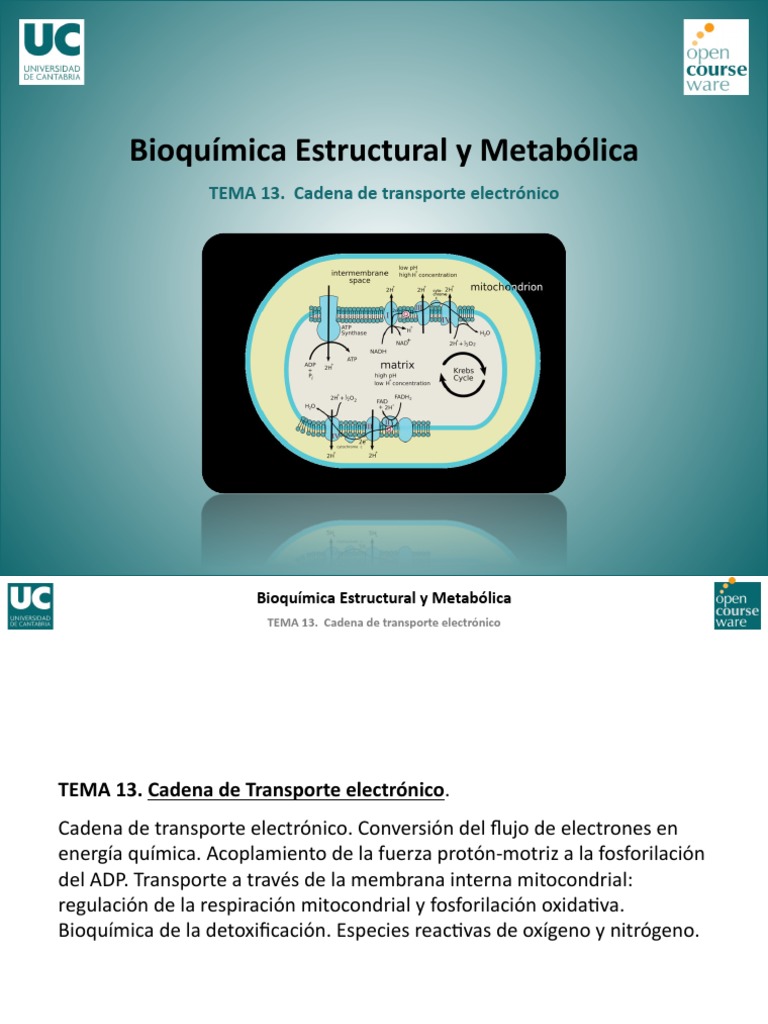 Tema 13. Cadena de Transporte Electronico | PDF | Trifosfato de adenosina | Fosforilación