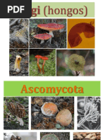 Cuadro Comparativo de Las Divisiones Ascomycota y Basidiomycota | PDF ...