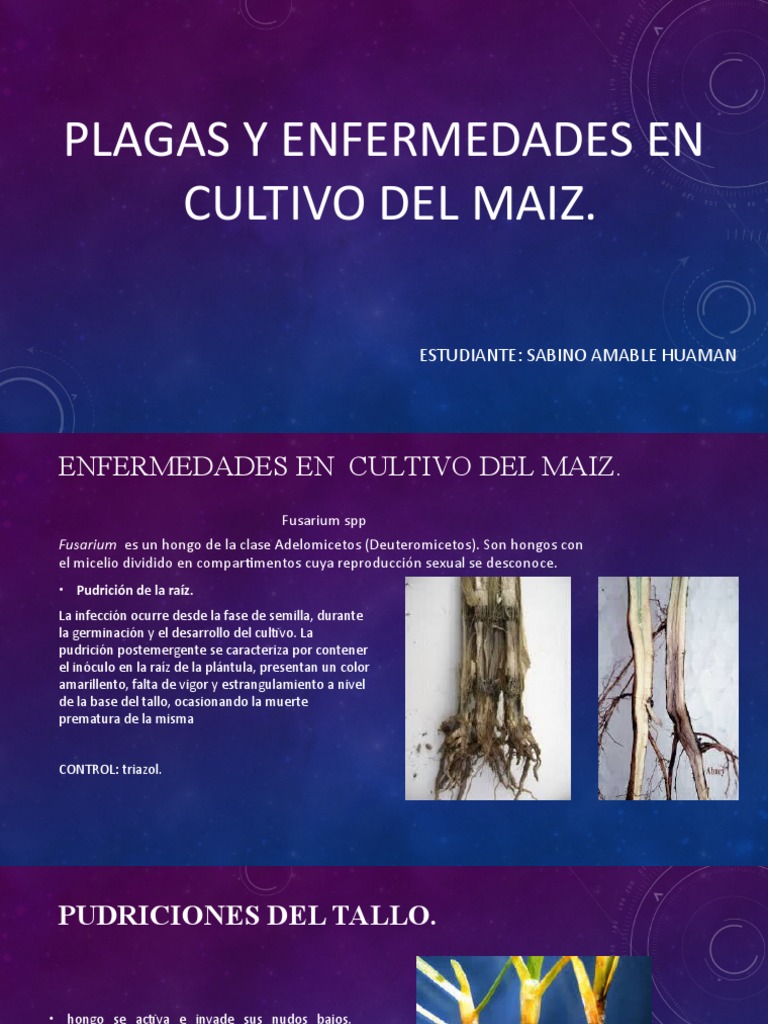 Palagas y Enfermedades de Maiz | PDF | Hoja | Maíz