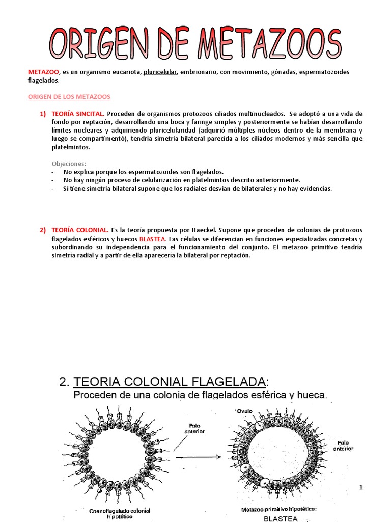 2 Metazoos - Origen | PDF | Biología Celular) | Biología