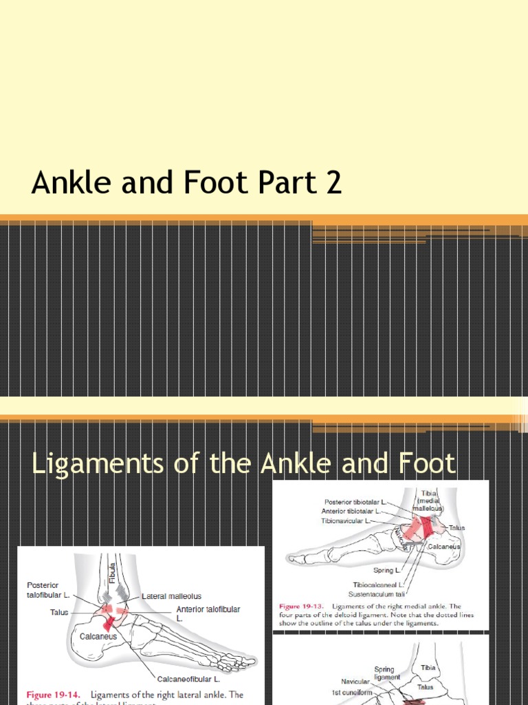 Ankle and Foot Anatomy Overview | PDF | Foot | Ankle