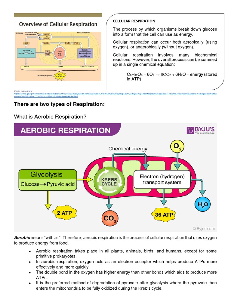 There Are Two Types of Respiration:: What Is Aerobic Respiration? | PDF ...