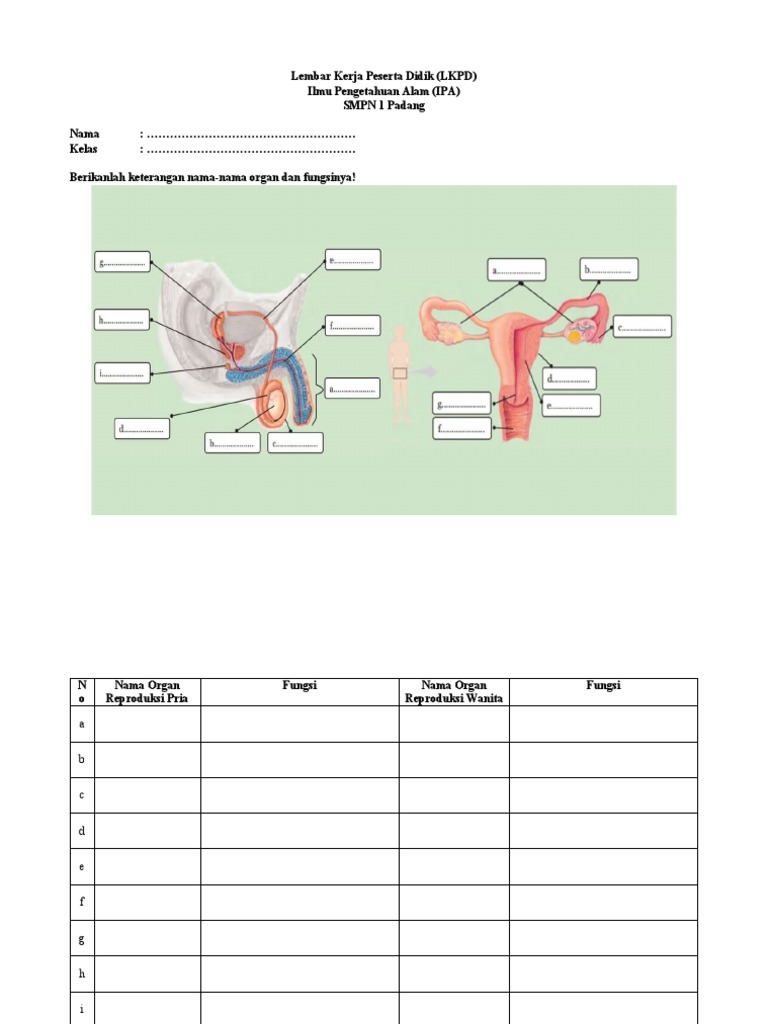 LKPD Organ Reproduksi Kelas 9 | PDF