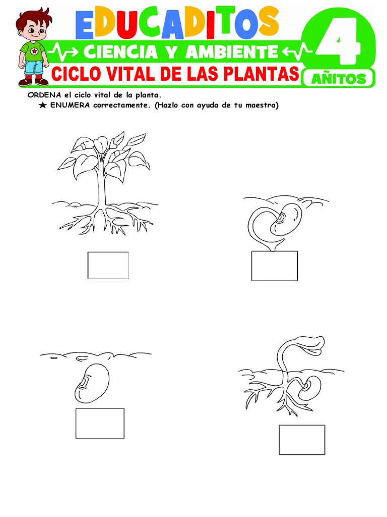 Ciclo De Vida De Las Plantas Para Niños El Ciclo De Vida De Los Seres