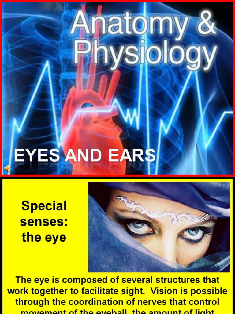 Eye and Ear Anatomy Overview | PDF | Ear | Human Eye