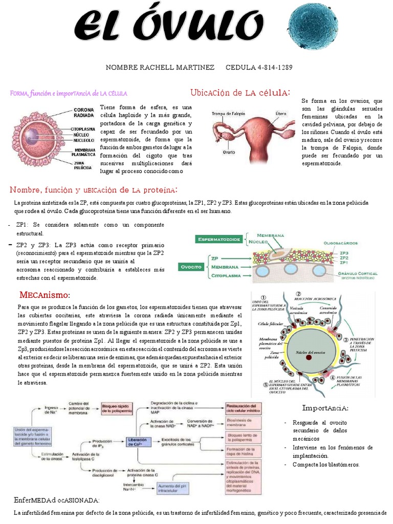 El Ovulo | PDF | Reproducción | Biología Celular