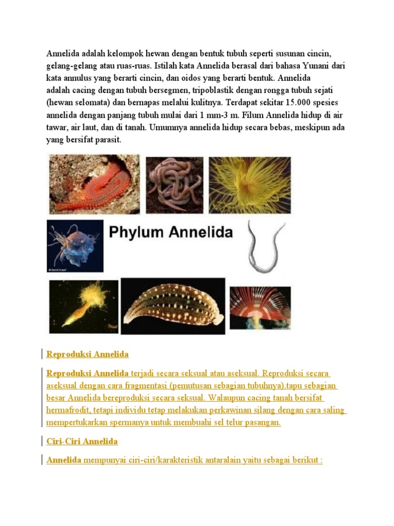 Reproduksi Annelida Reproduksi Annelida Terjadi Secara Seksual Atau Aseksual. Reproduksi Secara ...