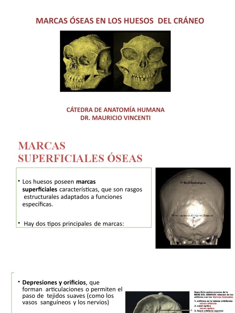 MARCAS ÓSEAS - DR VINCENTI | PDF | Hueso | Articulación