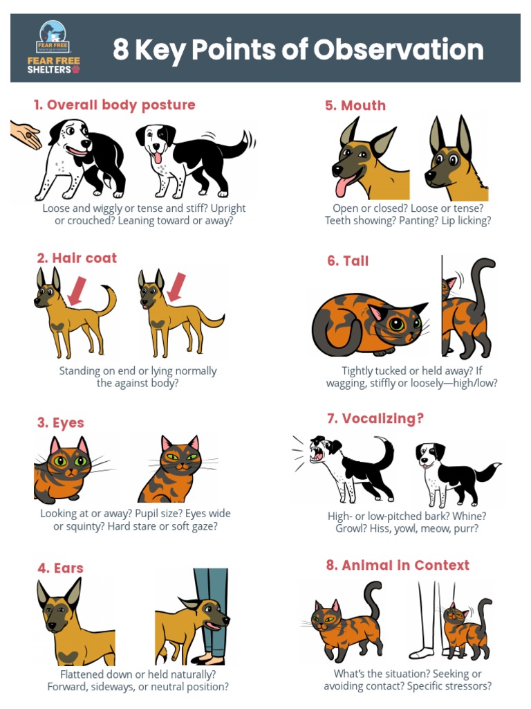 8 Key Points of Observation: 1. Overall Body Posture 5. Mouth | PDF ...
