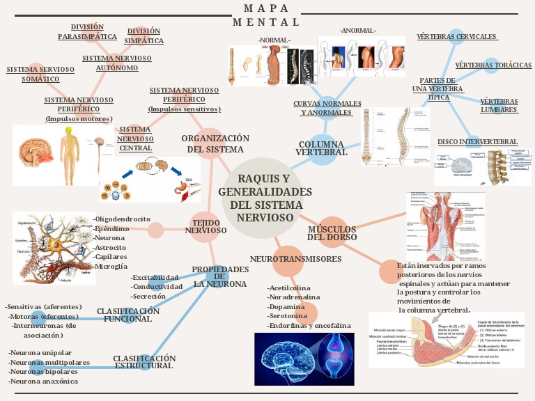 Mapa Mental | PDF | La columna vertebral | Anatomía humana