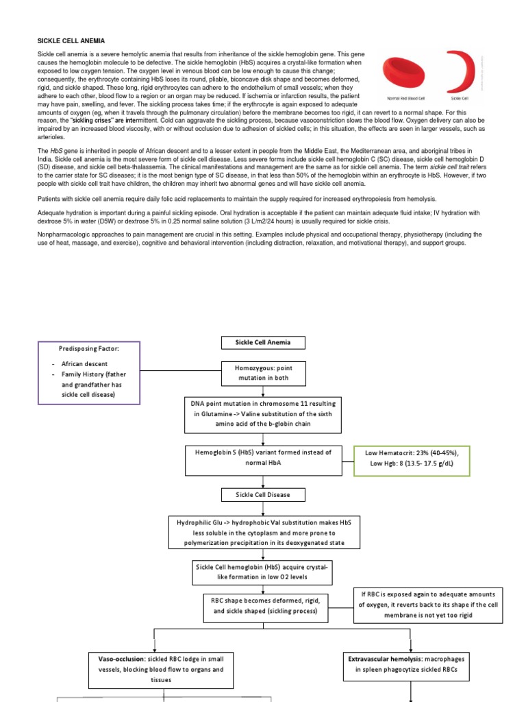 Pathophysiology Case 4 Sickle Cell Anemia | PDF | Red Blood Cell ...