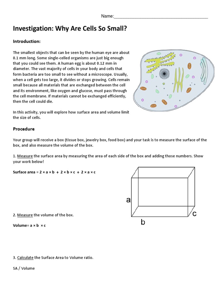 (Lab) Investigation Why Are Cells So Small | PDF | Cell (Biology ...