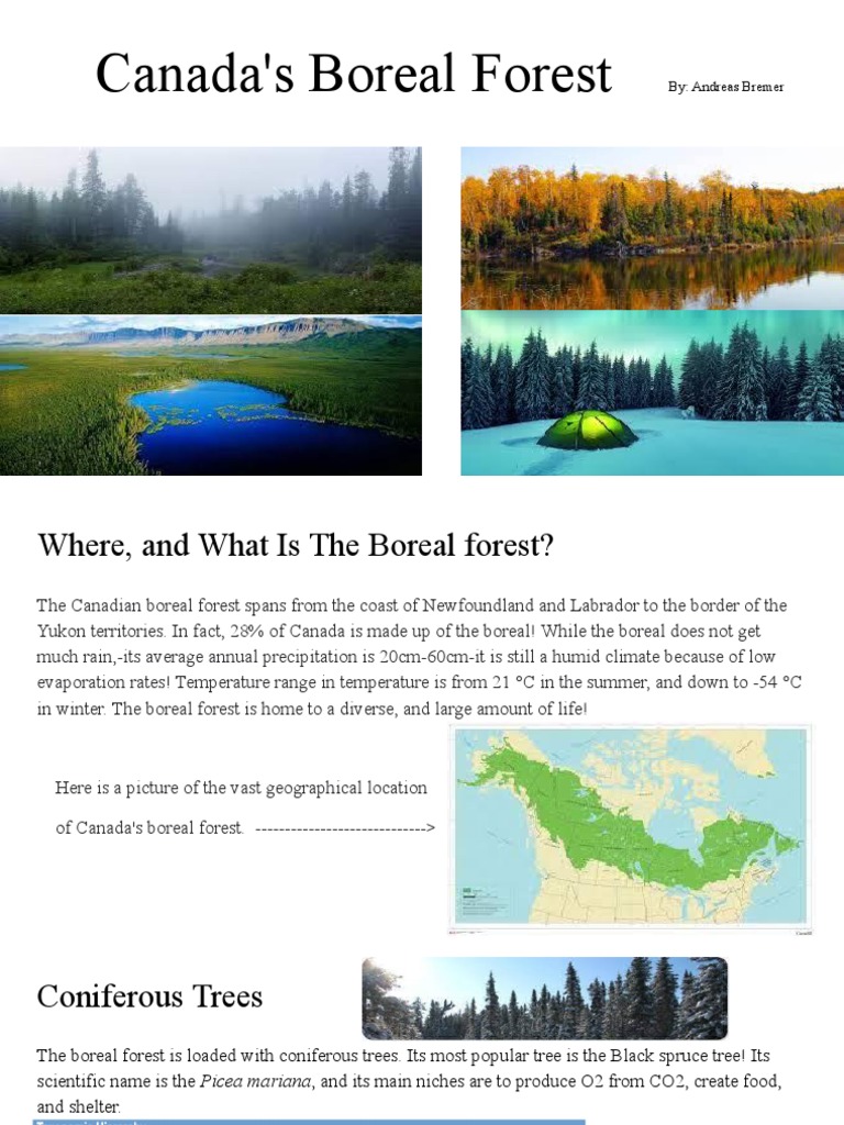 Canada - S Boreal Forest by - Andreas Bremer | PDF | Forests | Moose