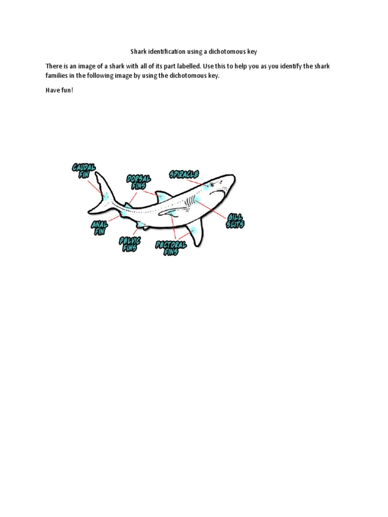 Shark Identification Using A Dichotomous Key | PDF | Sharks | Fish