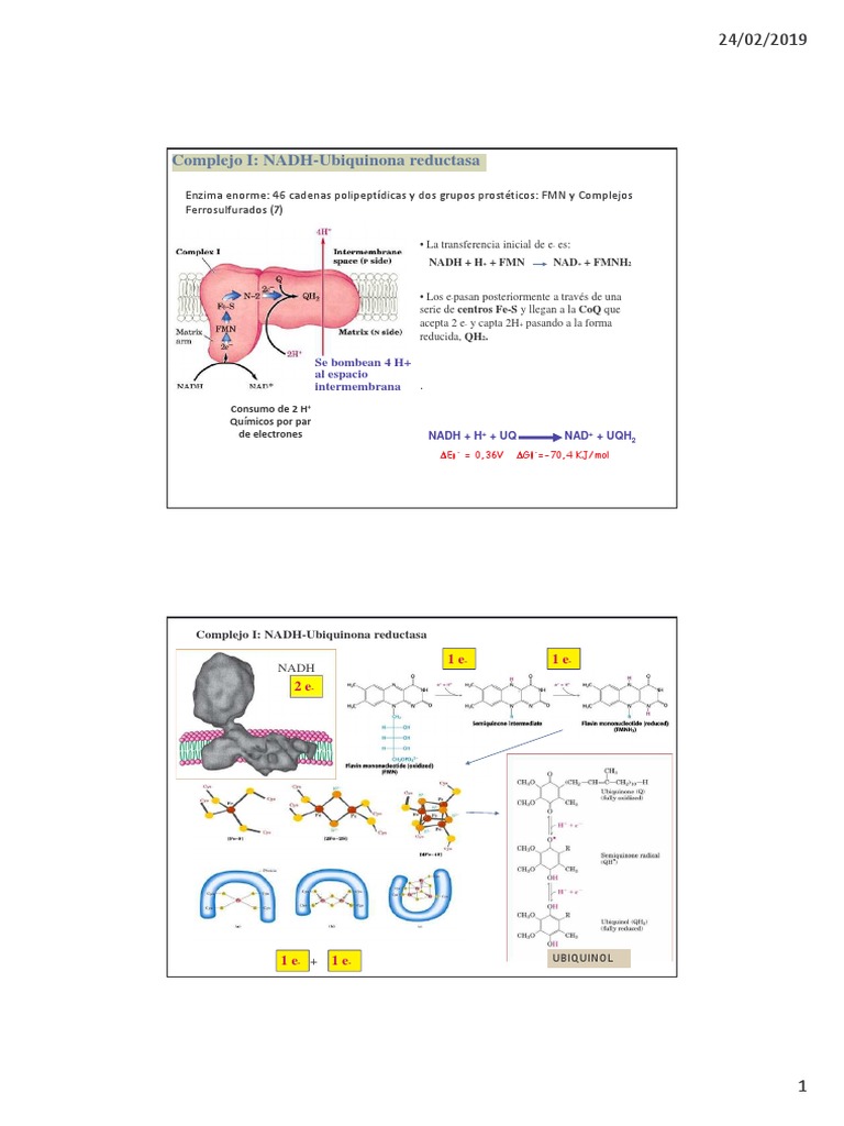 Tema 5 (II) - Cadena Respiratoria y Fosforilación Oxidativa | PDF | Cadena de transporte de ...