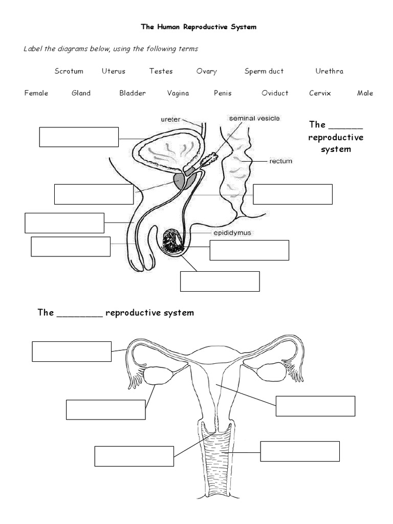 The Human Reproductive System Activity | PDF