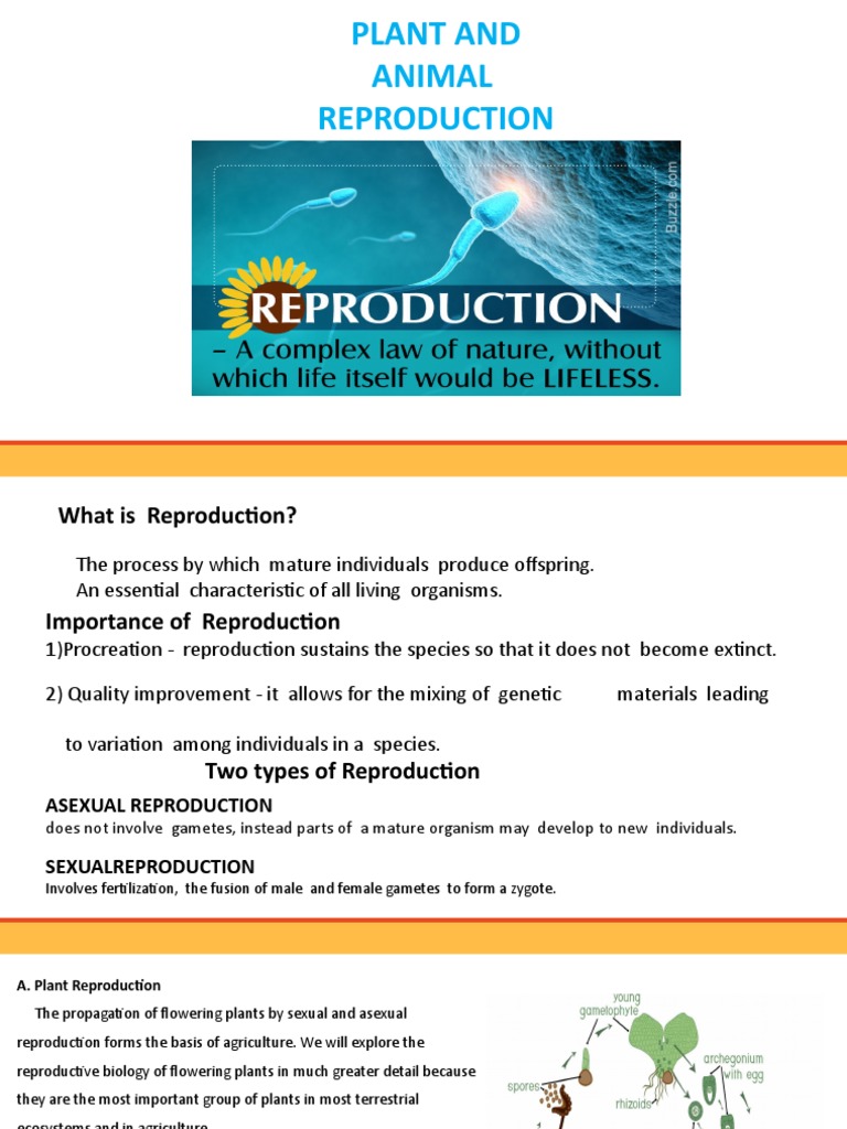 Plant & Animal Reproduction Basics | PDF | Sexual Reproduction | Flowers