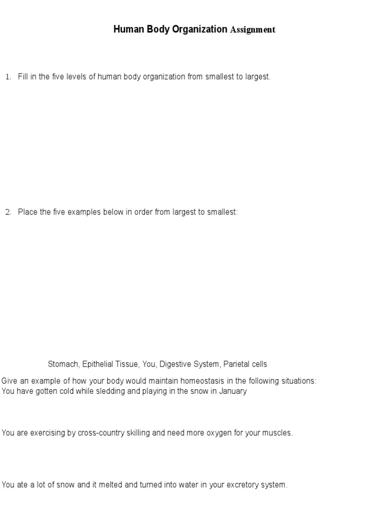 Body Organization Assignment | PDF