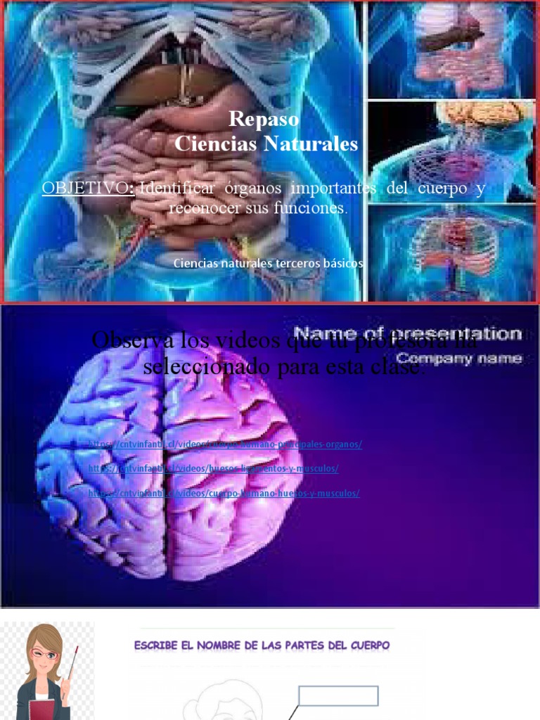 Organos Del Cuerpo y Sus Funciones | PDF
