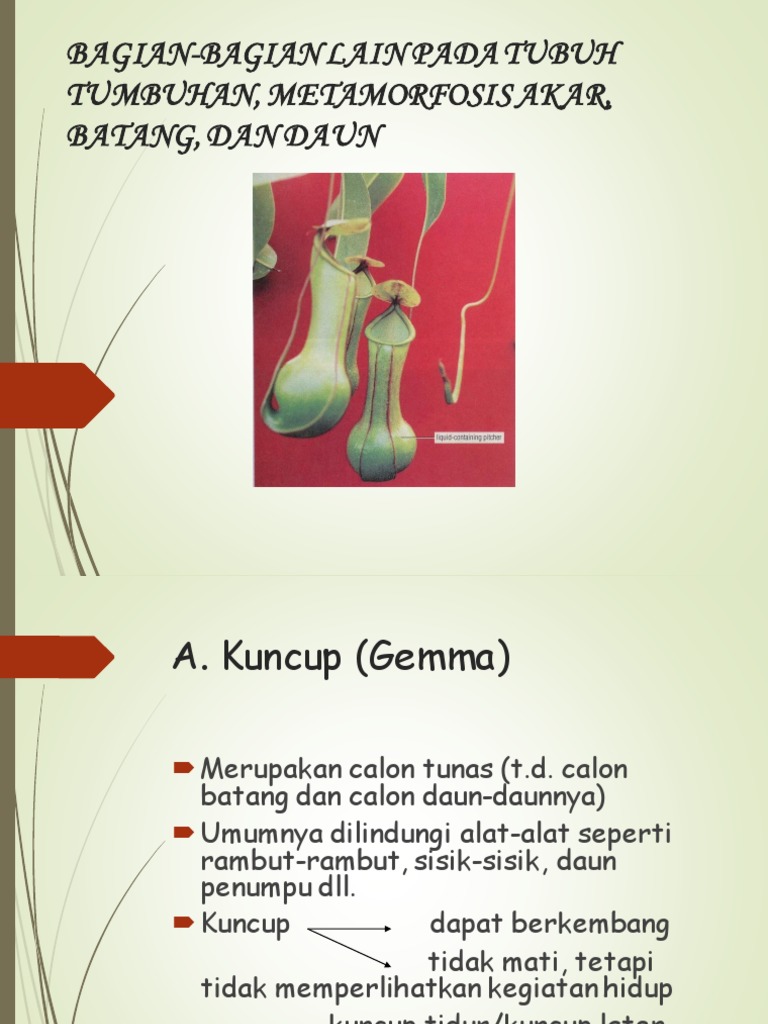 Kuliah 4, Modifikasi Akar, Batang, Daun-Wahyu | PDF