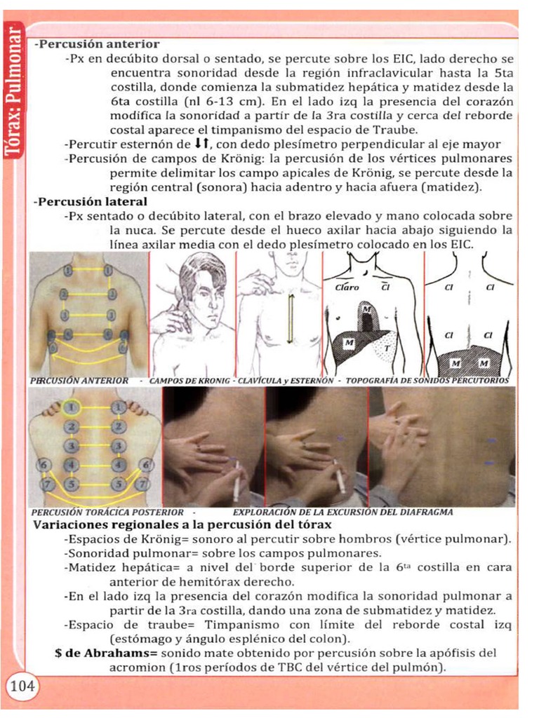 Percusión Torácica Posterior Exploración de La Excursion Del Diafragma ...