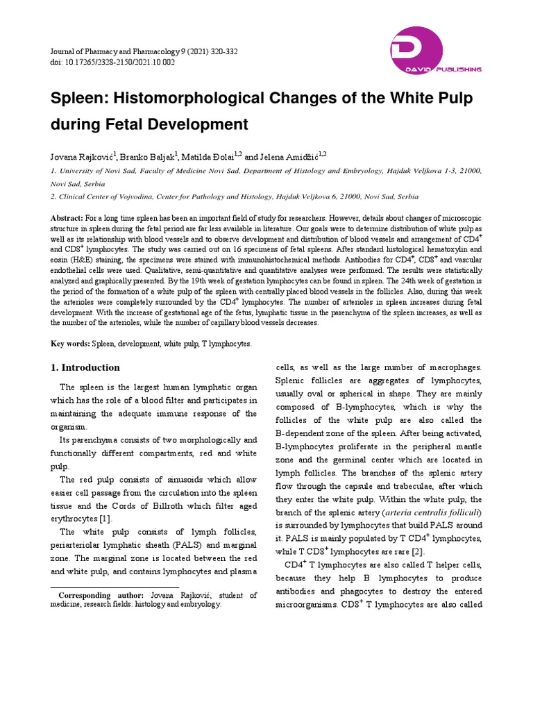 Fetal Spleen White Pulp Development | PDF | Lymphatic System | Lymph Node