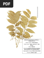 Características y usos del matapalo | PDF | Arboles | Hoja