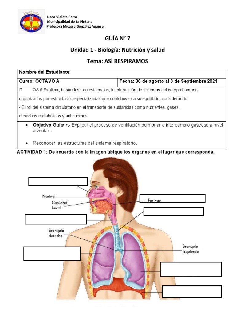 8° Guía N°7 Ciencias | PDF | Pulmón | Sistema respiratorio