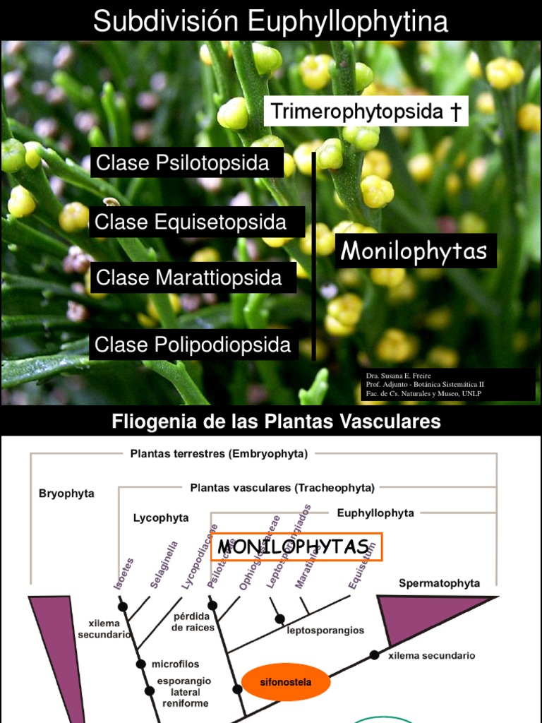 Monilophyta | PDF | Helecho | Plantas