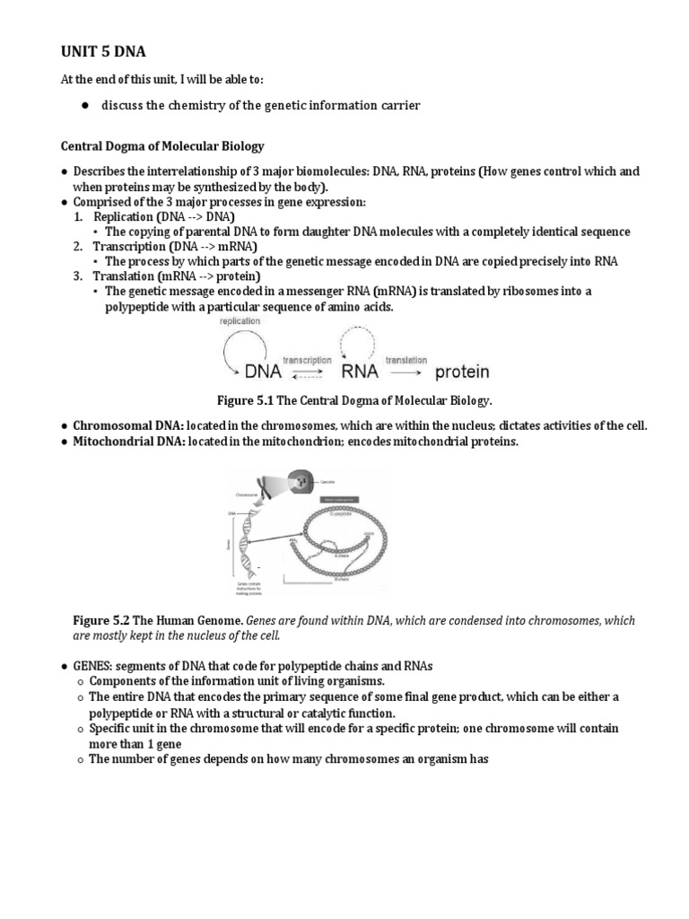 Unit 5 Dna: Discuss The Chemistry of The Genetic Information Carrier ...
