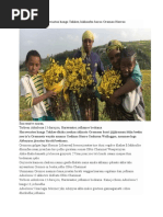 Asoosama Afaan Oromoo Godaannisa | PDF | Language Arts & Discipline