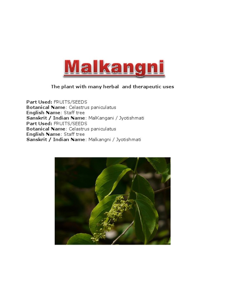 Malkangni The Herb That Heals | PDF | Ayurveda | Fat