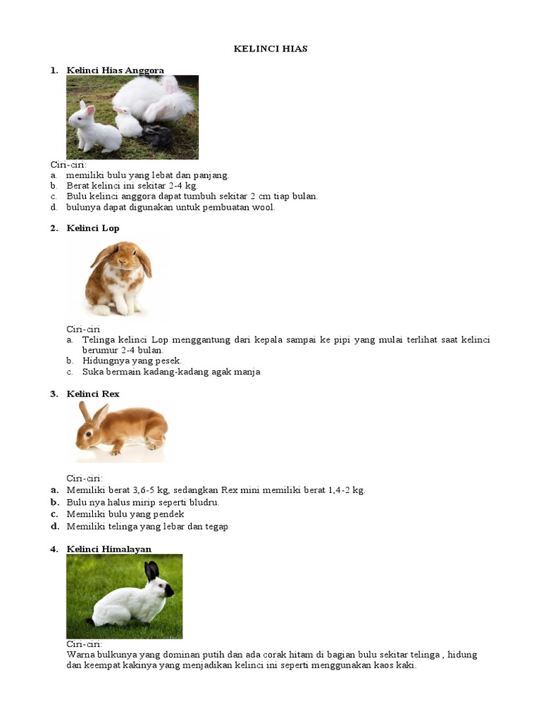 Kelinci Hias 22 | PDF