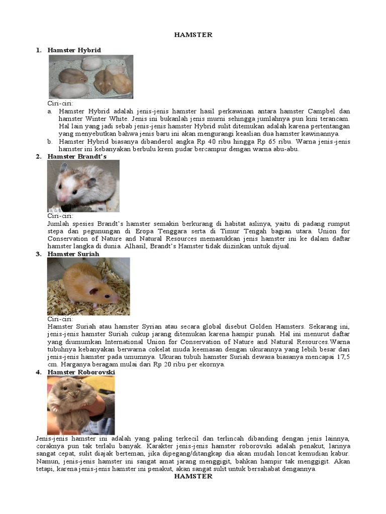 Klasifikasi dan Ciri-Ciri Hamster | PDF | Klasik