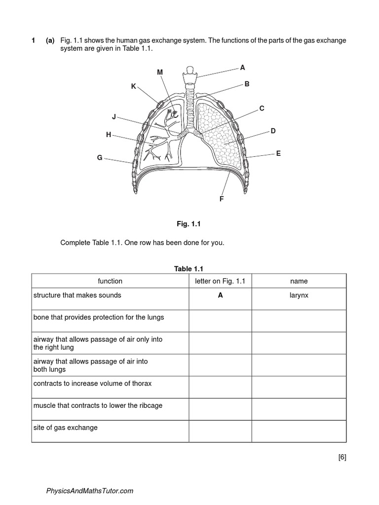 Gas Exchange in Humans 1 QP | PDF | Breathing | Respiratory Tract