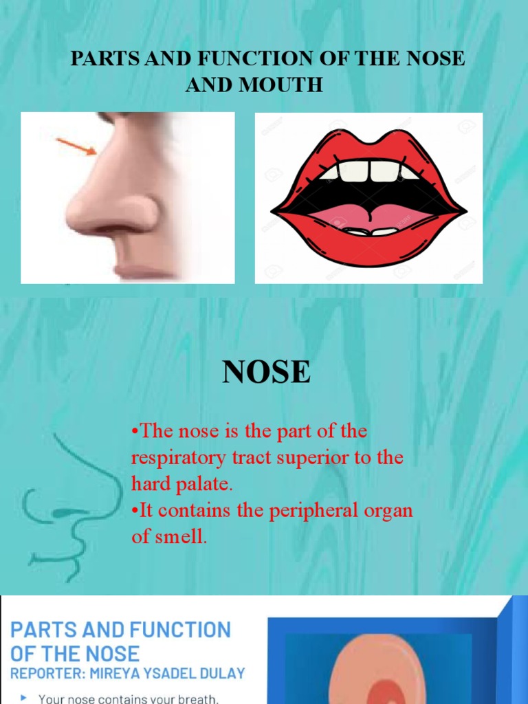 Parts and Function of The Nose and Mouth | PDF | Human Nose | Facial ...