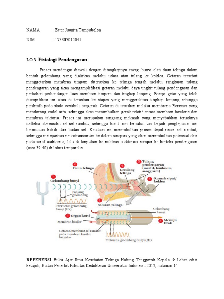 Fisiologi Proses Pendengaran Manusia | PDF | Ilmu Sosial | Sains ...