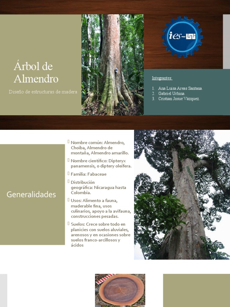 Árbol de Almendro | PDF | Madera | Hoja