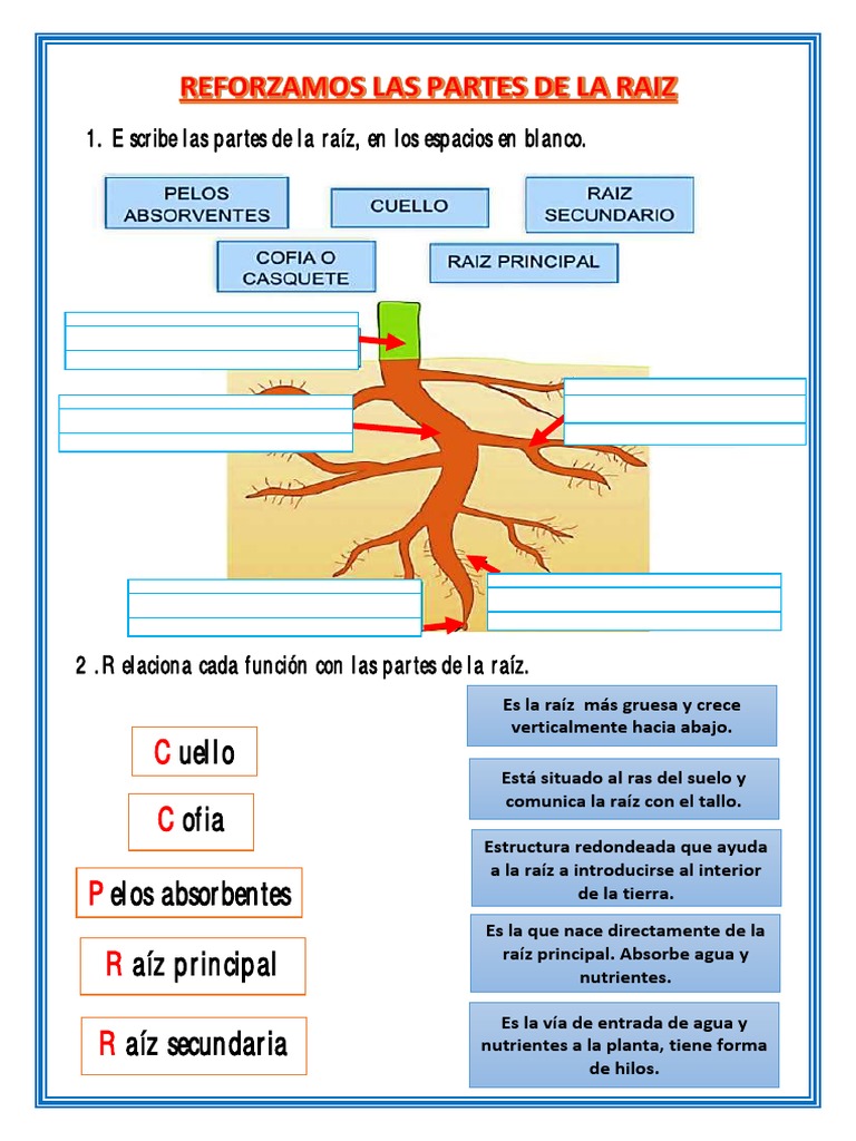 Hoja De Trabajo Con La Estructura De Una Raíz Y Sus Respuestas Tipos