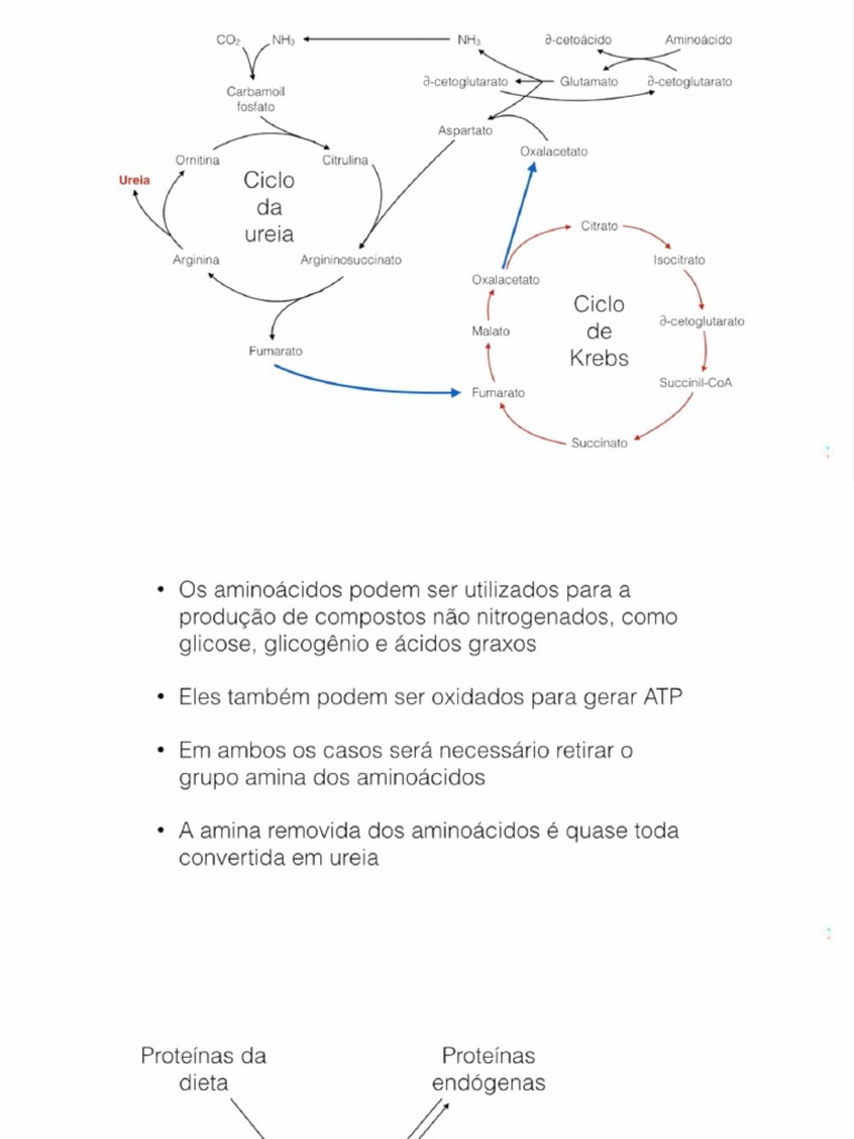 Trasaminação e Ciclo Da Uréia | PDF