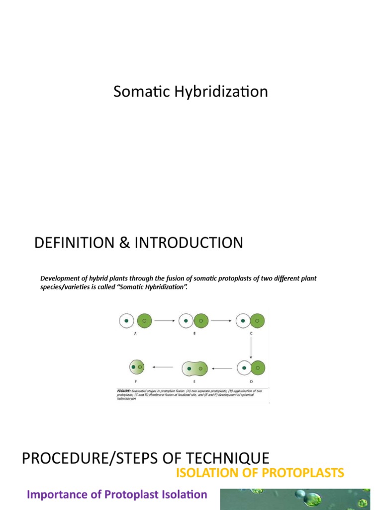 Somatic Hybridization | PDF | Polyethylene Glycol | Life Sciences