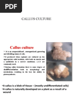 Rosie The Transgenic Cow | PDF