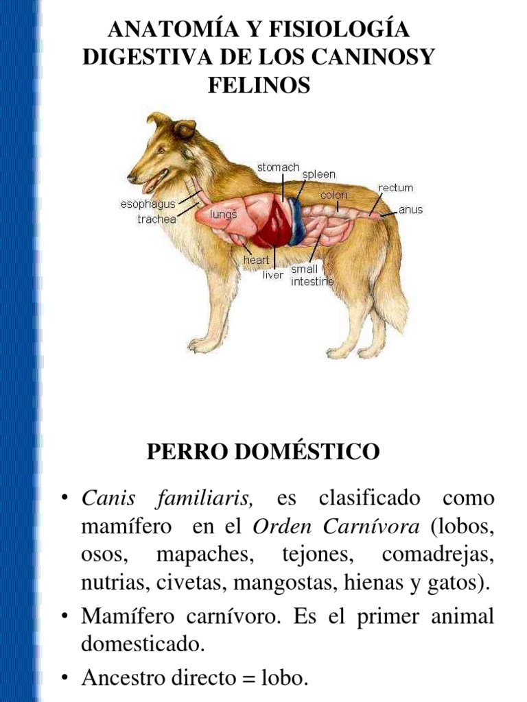 Anatomía y Fisiología de Los Caninos y Felinos | PDF | Digestión ...