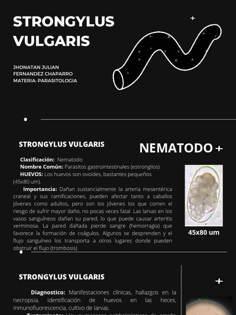 Strongylus Vulgaris | PDF