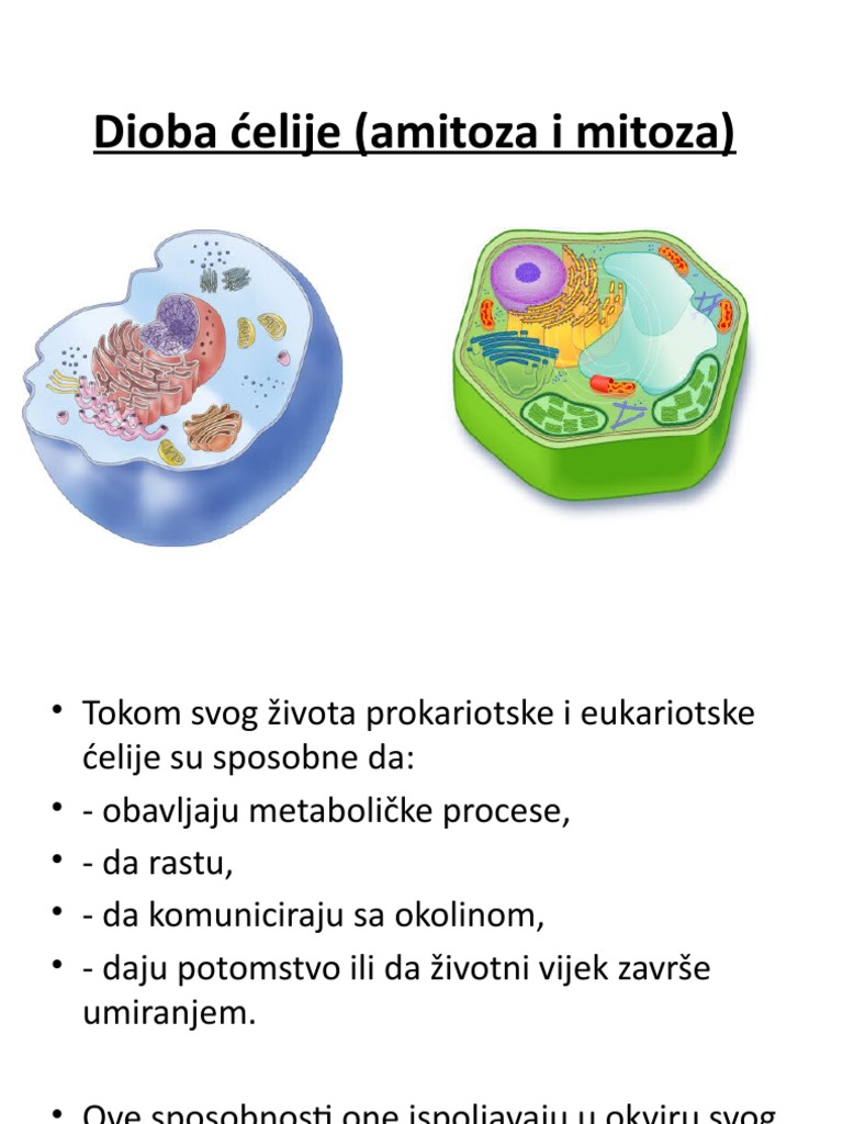 Dioba Ćelije Amitoza I Mitoza | PDF