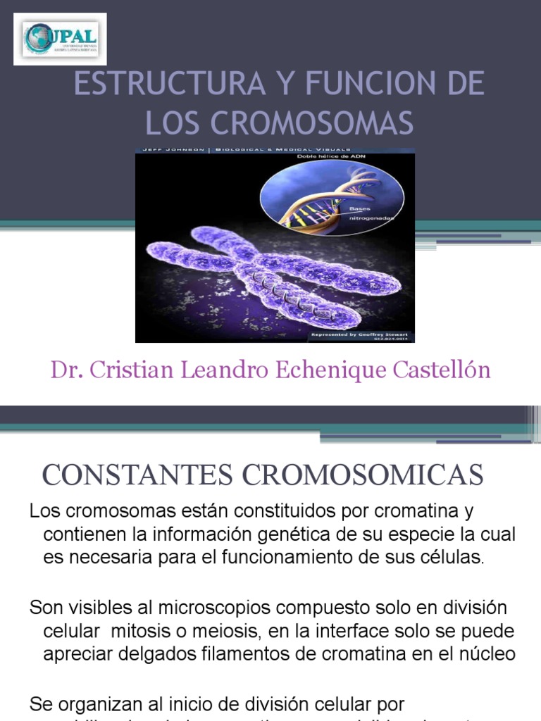 Tema 13 ESTRUCTURA Y FUNCION DE LOS CROMOSOMAS | PDF | Cromosoma | Mitosis