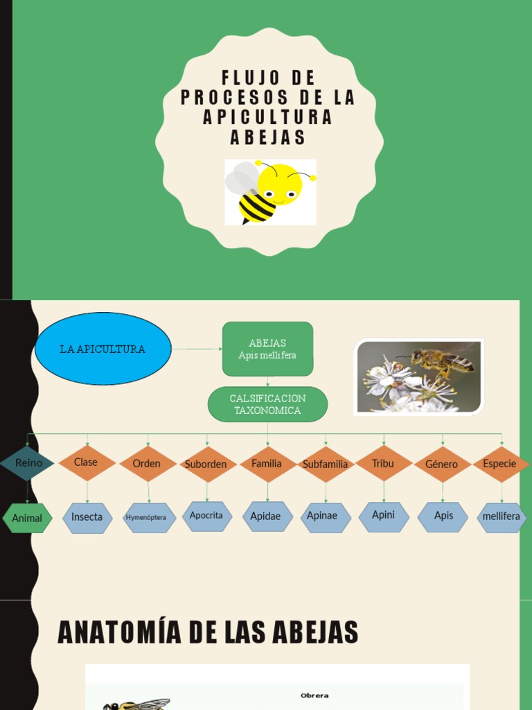 Flujo de Procesos de La Apicultura | PDF | Apicultura | Western Honey Bee