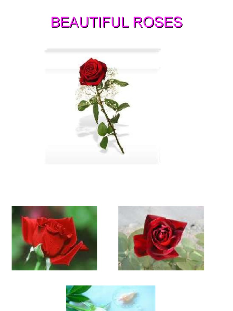 Stunning Rose Varieties Guide | PDF