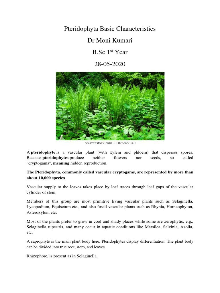 Pteridophyta Basic Characteristics | PDF | Spore | Eukaryotes